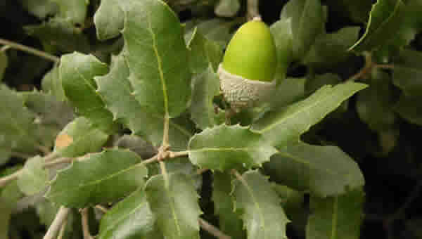 Encino, Hojas de Encino, Hojas de encina, Hojas de roble : Oak leaves